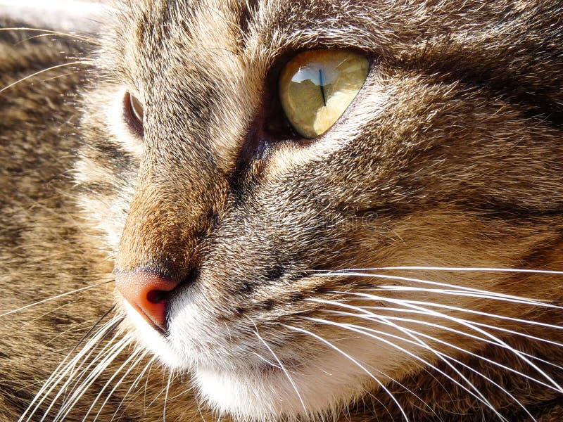 Detail Van Een Kattenhoofd De Kat is Gestreepte Kat Stock Afbeelding ...