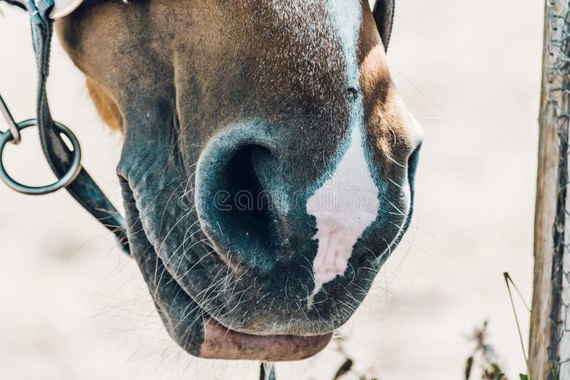 Detail Van Een Neus Van Een Bruin Paard Stock Afbeelding - Image of ...