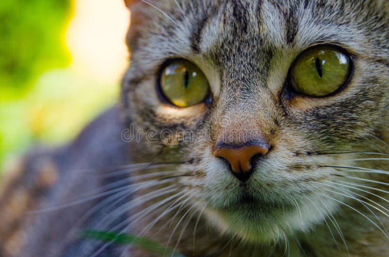 Zwart Kattenhoofd Stockfoto's en afbeeldingen - Download 82 foto's