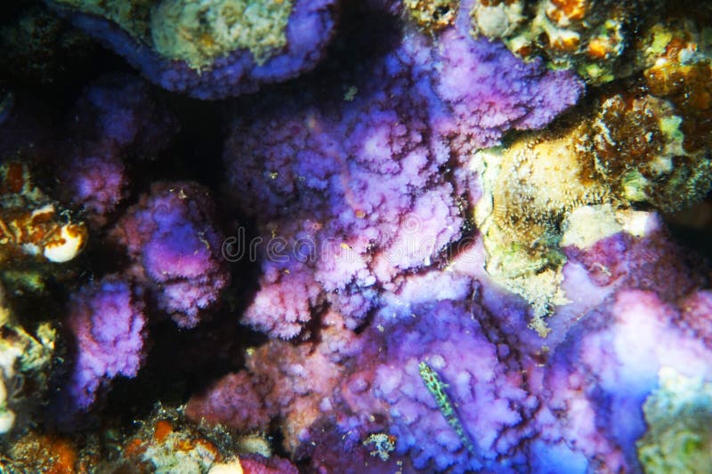 Details Van Koraal Op Het Strand Stock Foto - Image of asfalt ...