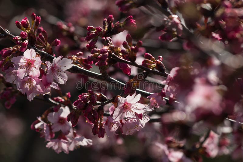 Detail Van Sakuraboom in Bloei Stock Afbeelding - Image of geurig ...