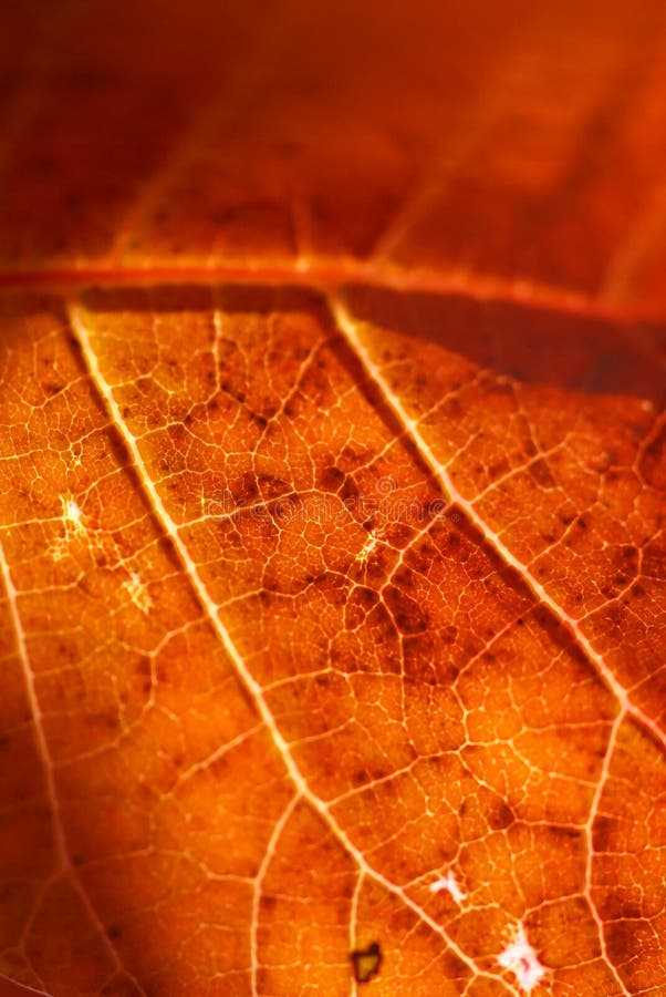 Detail, vein pattern stock image. Image of patter, texture - 3885661