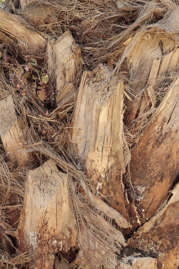 Detail on Foreground of the Cortex of a Palm Tree Stock Image - Image ...