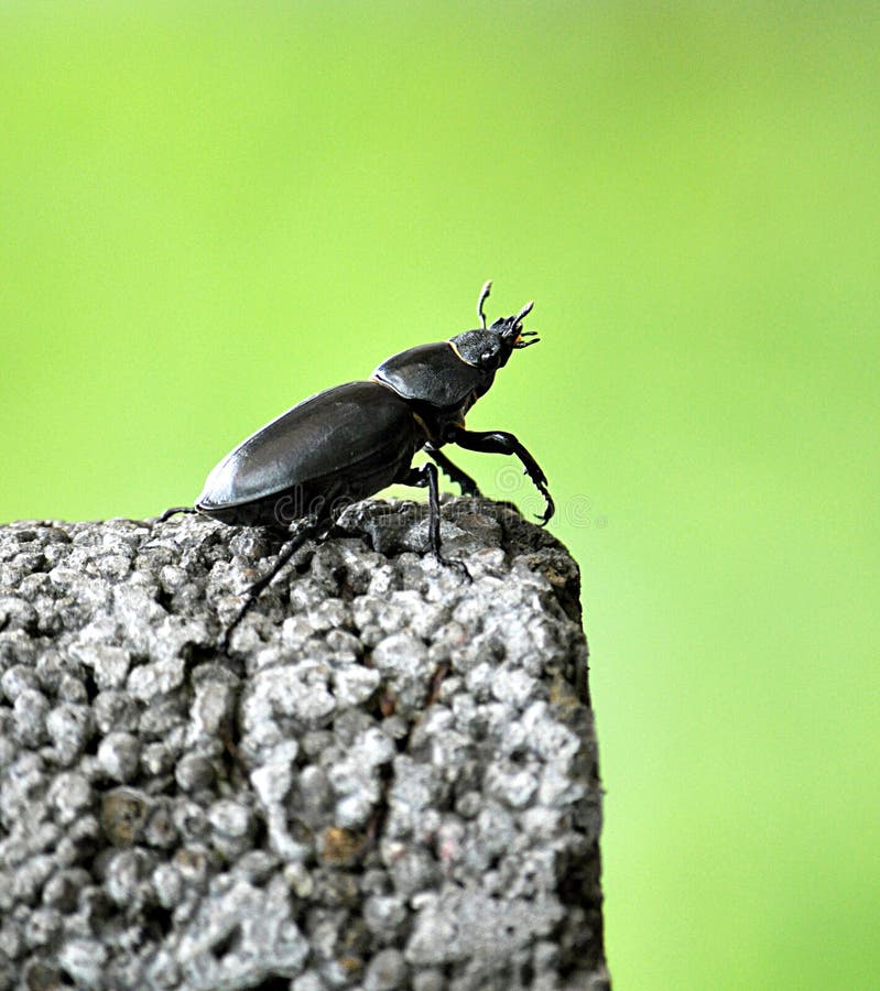 Beetle and nature stock photo. Image of nature, wing - 176434614