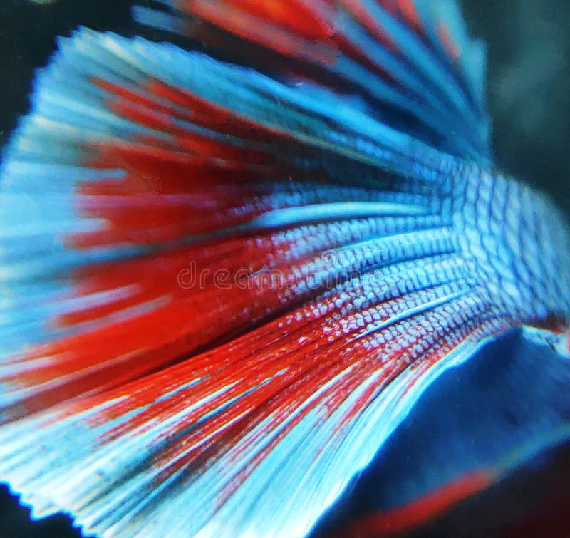 The Detail View of Betta Fish S Head Stock Photo - Image of male ...