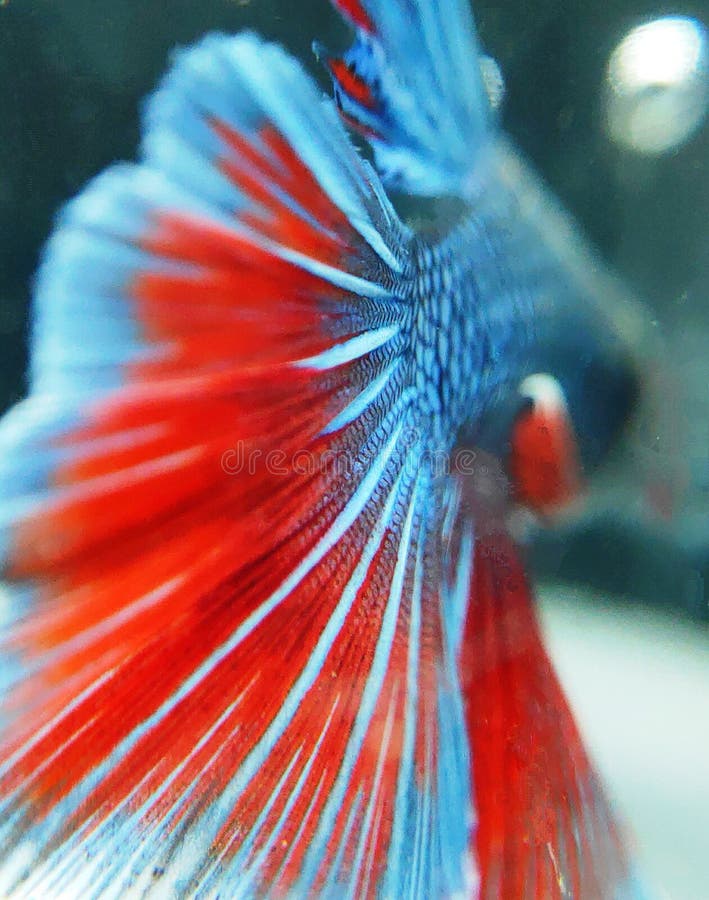 The Detail View of Betta Fish S Head Stock Image - Image of detail ...