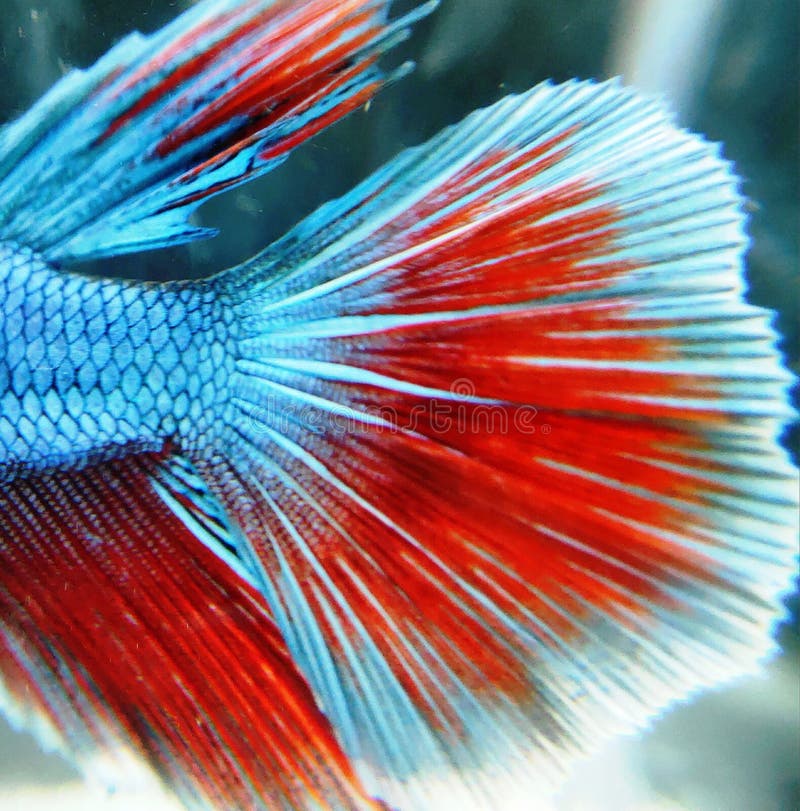 The Detail View of Betta Fish S Tail Stock Photo - Image of detail ...