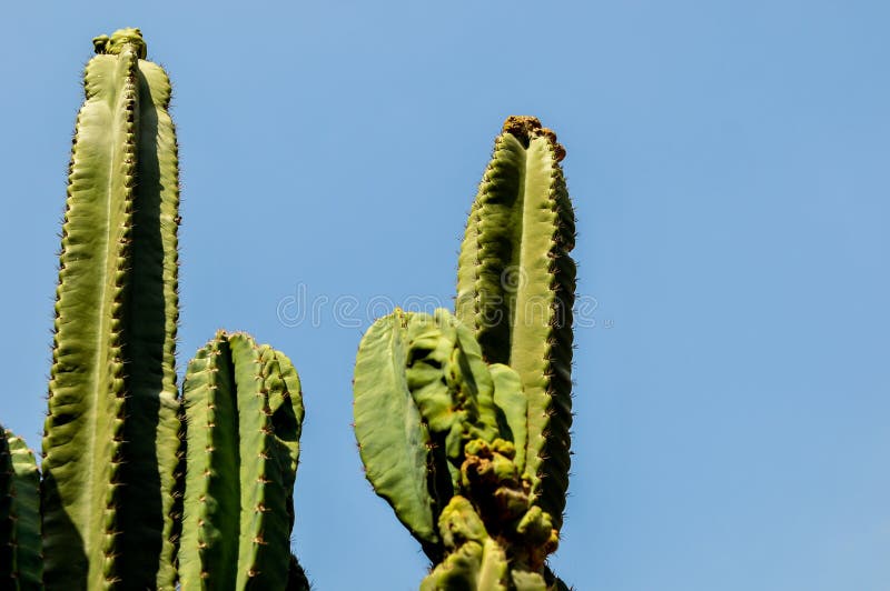 DETAIL VIEW of the CARDON CACTUS Stock Image - Image of park, mexico ...