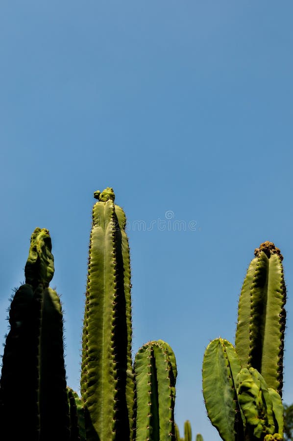 DETAIL VIEW of the CARDON CACTUS Stock Photo - Image of california ...