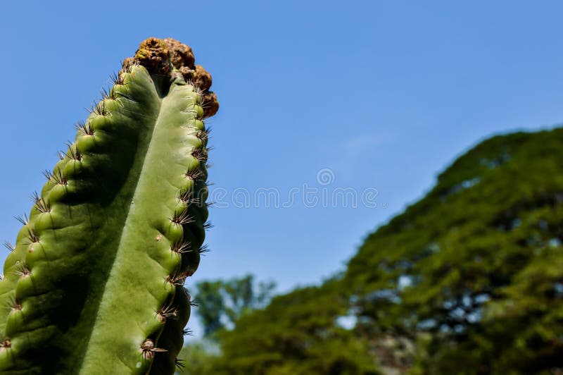 DETAIL VIEW of the CARDON CACTUS with BLUE CLEAR SKY Stock Photo ...