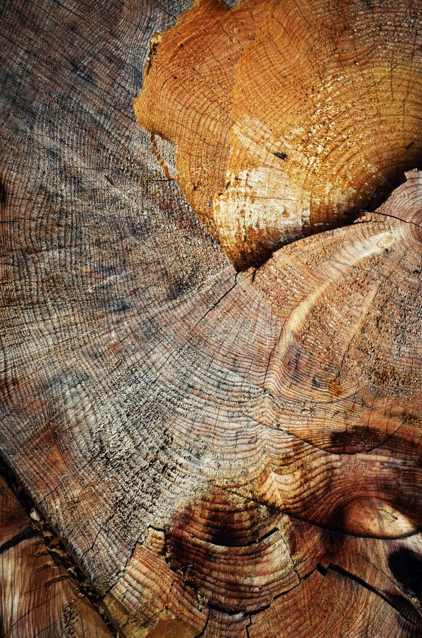 Detail View of a Cut Wood Stem Stock Image - Image of view, firewood ...