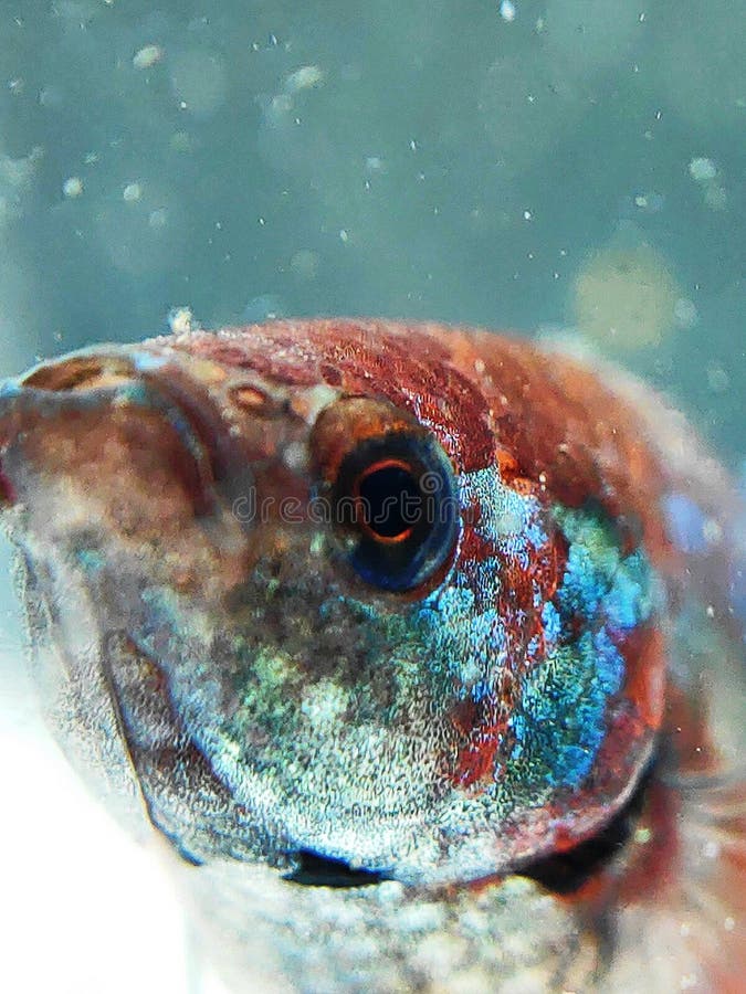 The Detail View of the Face of Betta Fish Stock Image - Image of betta ...