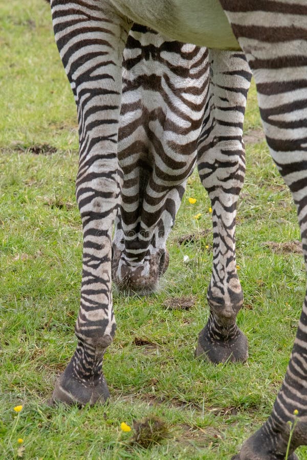 A Detail View of the Underside of a Zebra`s Head and Snout Whilst it is ...