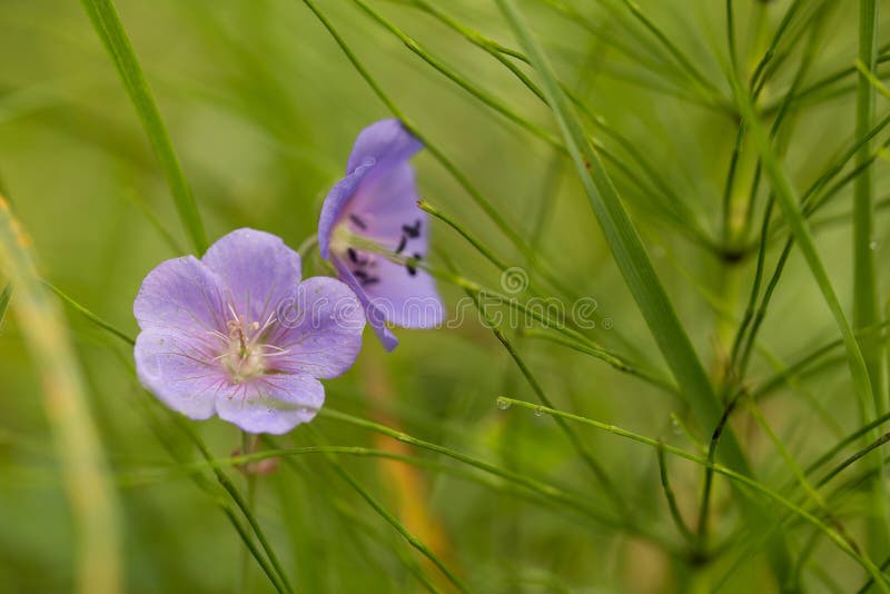 Detail View of Violet Flowers Stock Image - Image of background ...