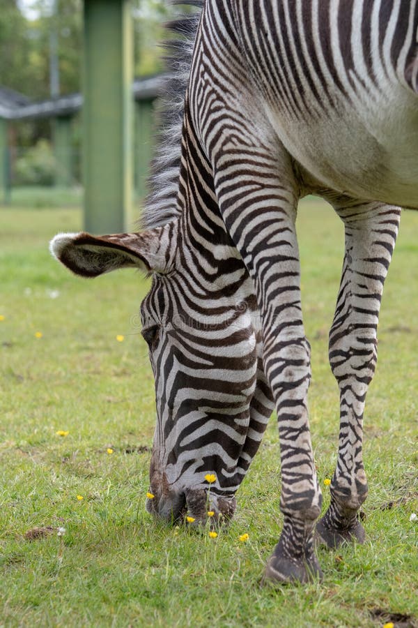 A Detail View of the Underside of a Zebra`s Head and Snout Whilst it is ...