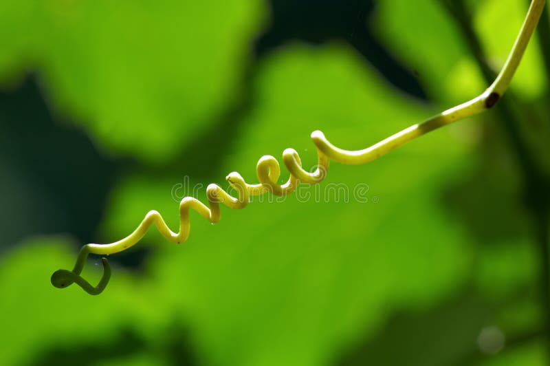 Curling Vine stock image. Image of spiral, nature, vine - 10977551