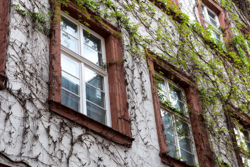 Detail of Vine Covered Building Facade Stock Photo - Image of sprawling ...