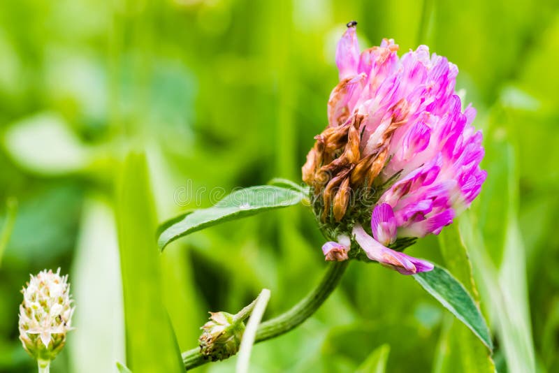 Detail of Violet Bloom of Small Clover Stock Photo - Image of nature ...