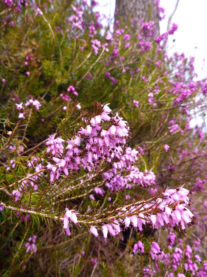Detail of a Violet Blooming Heather Stock Image - Image of detail ...