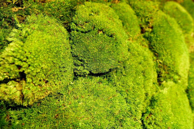 Detail of a Vivid Green Moss Stock Image - Image of rain, growth: 89219113