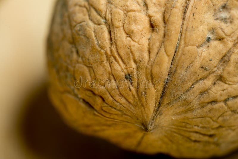 Detail of a Walnut Photographed Close Up. Stock Image - Image of nuts ...