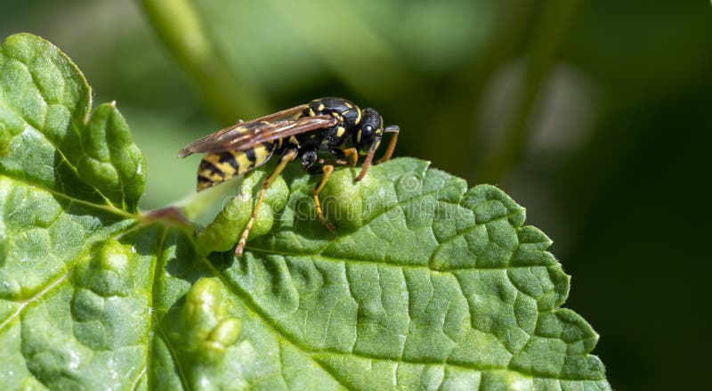 Detail of a Wasp Standing on Green Leaf Stock Photo - Image of wild ...