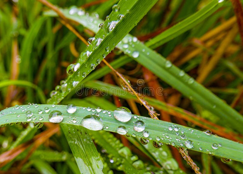 Detail of Water Drops on Reed Grass Stock Image - Image of reed, water ...