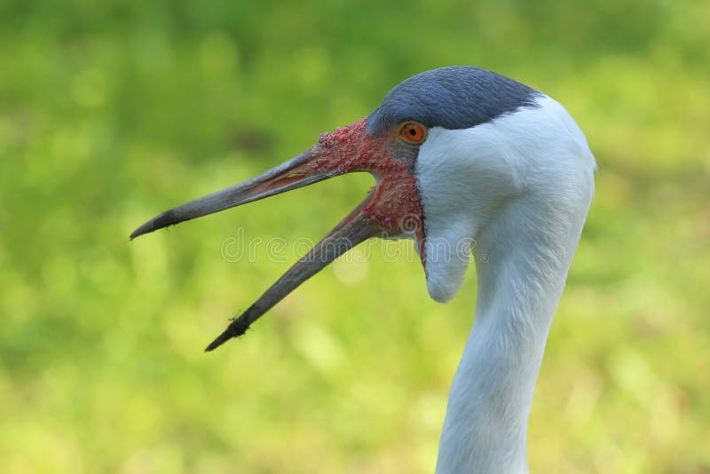 Wattled crane stock image. Image of adult, africa, crane - 257115483