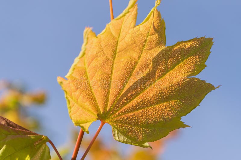 Detail of a Wet Maple Leaf Turning Color in Autumn Stock Photo - Image ...