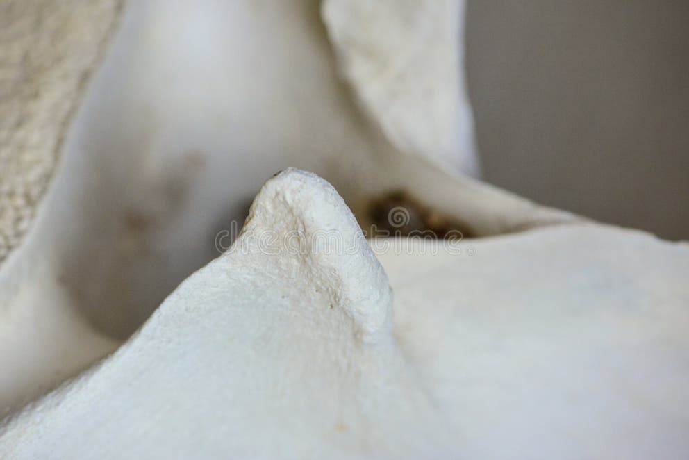 Detail of Whale Backbone Spine Whale Stock Photo - Image of fish ...