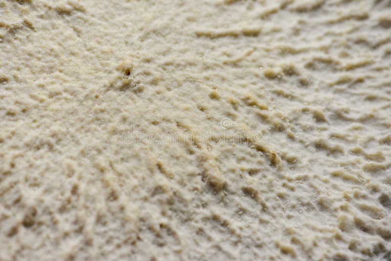 Detail of Whale Backbone Spine Whale Stock Image - Image of detail ...