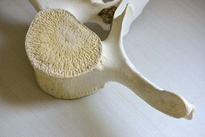 Detail of Whale Backbone Spine Whale Stock Photo - Image of fish, whale ...