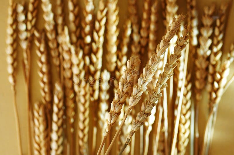 Detail Of Wheat Picture. Image: 7017255
