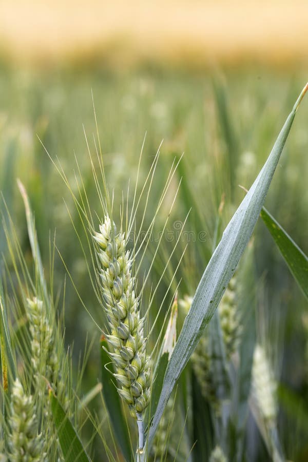 Detail of Wheat Spike in Spring Countryside Stock Photo - Image of ...