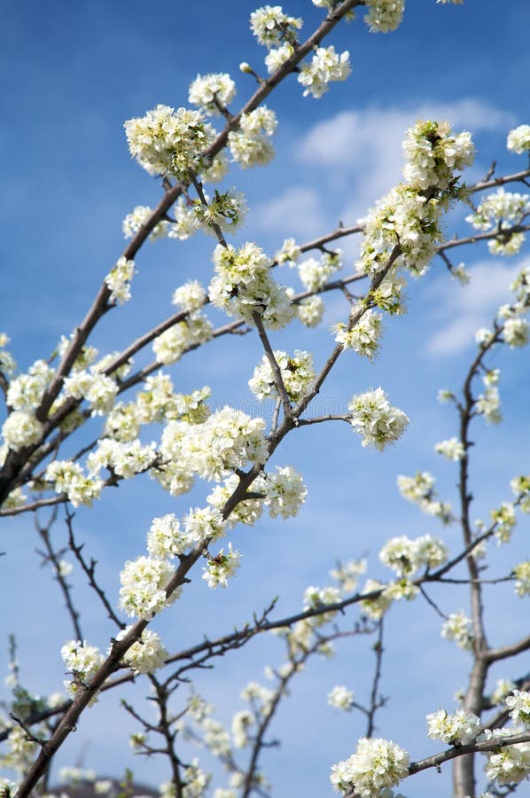 Detail of White Almond Tree Flowers Stock Photo - Image of flourish ...
