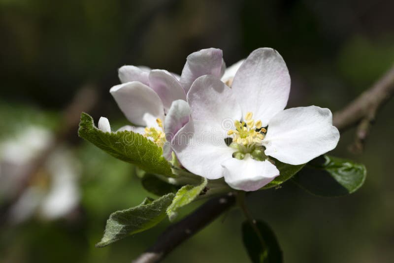 Detail of the White Apple Tree Flower Stock Photo - Image of green ...