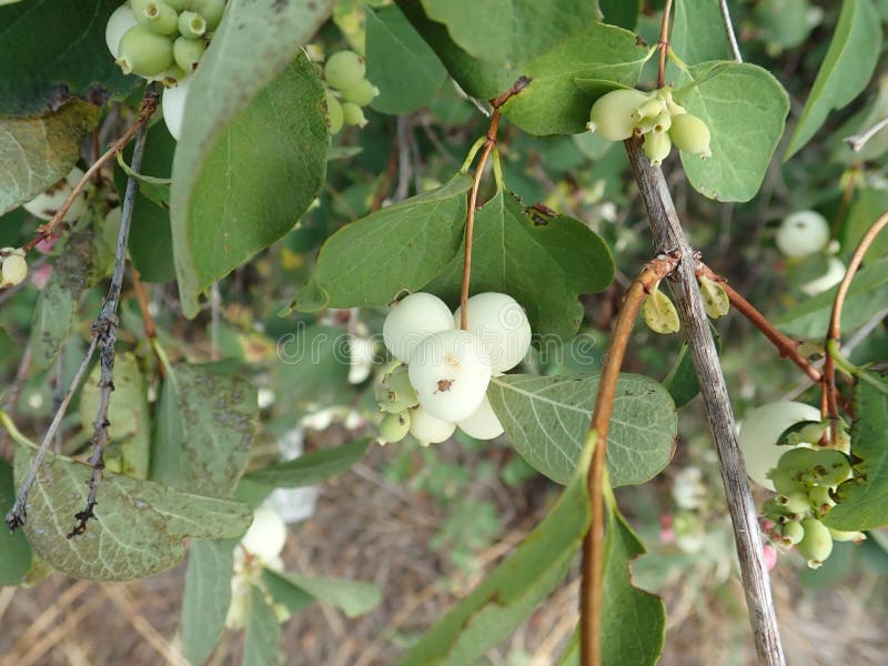White Berry on a Green Bush Branch Stock Photo - Image of white, berry ...
