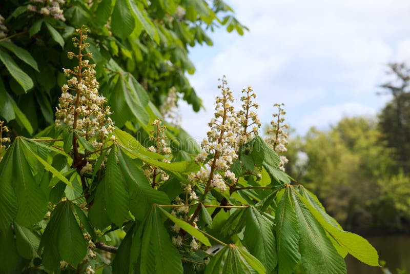Blooming chestnut tree stock image. Image of nature - 116705525