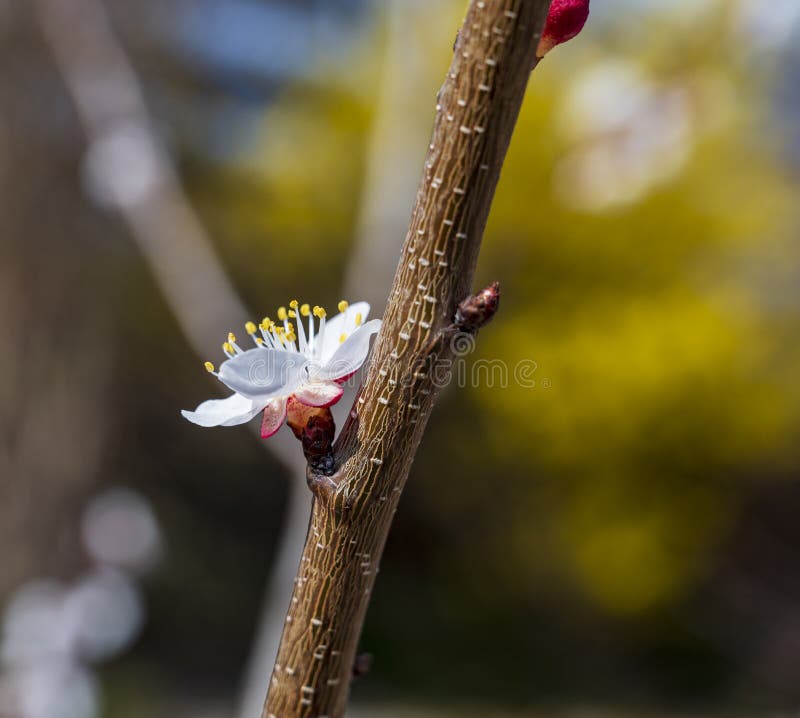 Detail of White Flower on a Tree Stock Photo - Image of environment ...