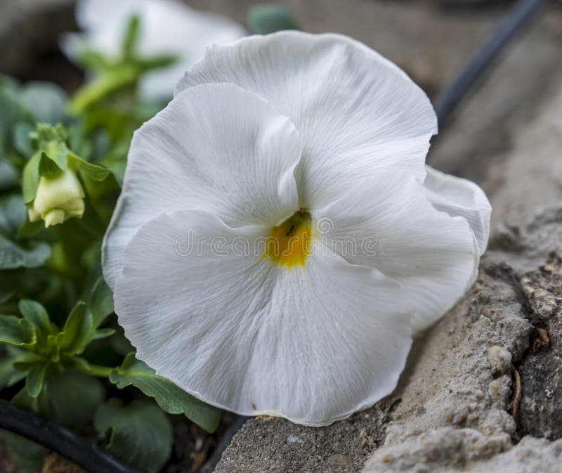 Detail of White Flower with Yellow Center Stock Image - Image of wild ...