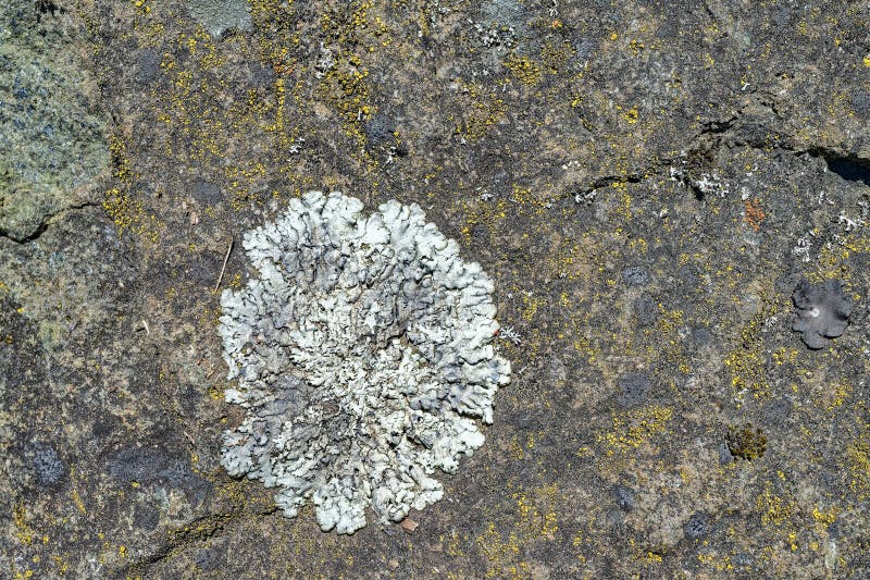 Detail of White Lichen Growing on the Surface of a Rock Stock Photo ...