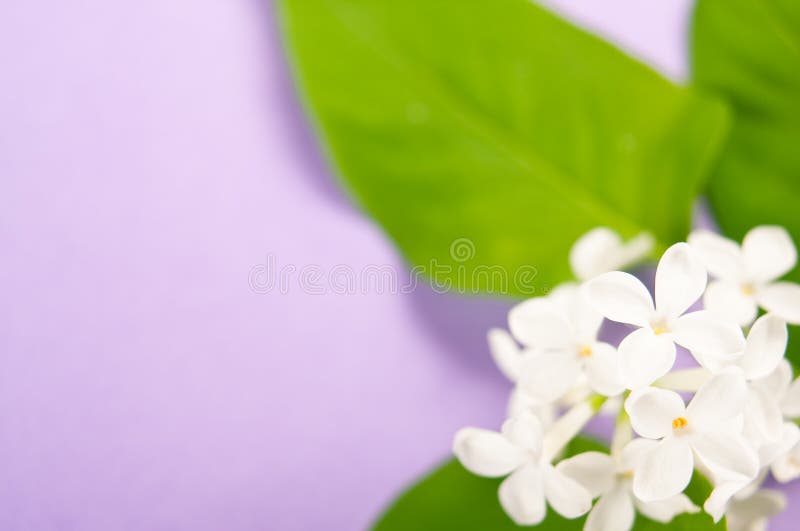 Detail of White Lilac Flower Stock Image - Image of floral, flowers ...