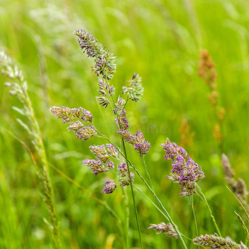 Detail of Wild Growing Grass Plants Stock Photo - Image of field, blur ...
