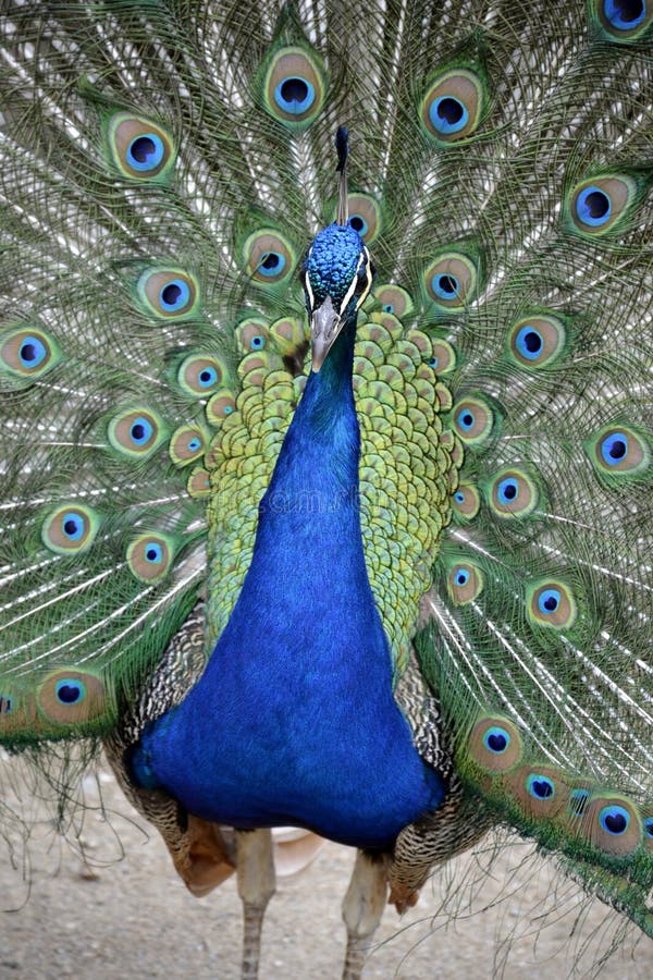 Detail of a Wild Peacock Outdoors Stock Image - Image of color, park ...