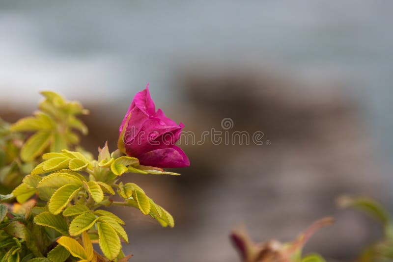 Detail of Wild Rose on the Cliffs Stock Photo - Image of blur, purple ...
