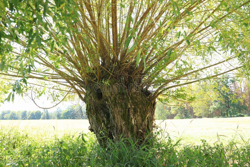 Willow Tree with Thick Trunk Stock Image - Image of trees, green: 297527981