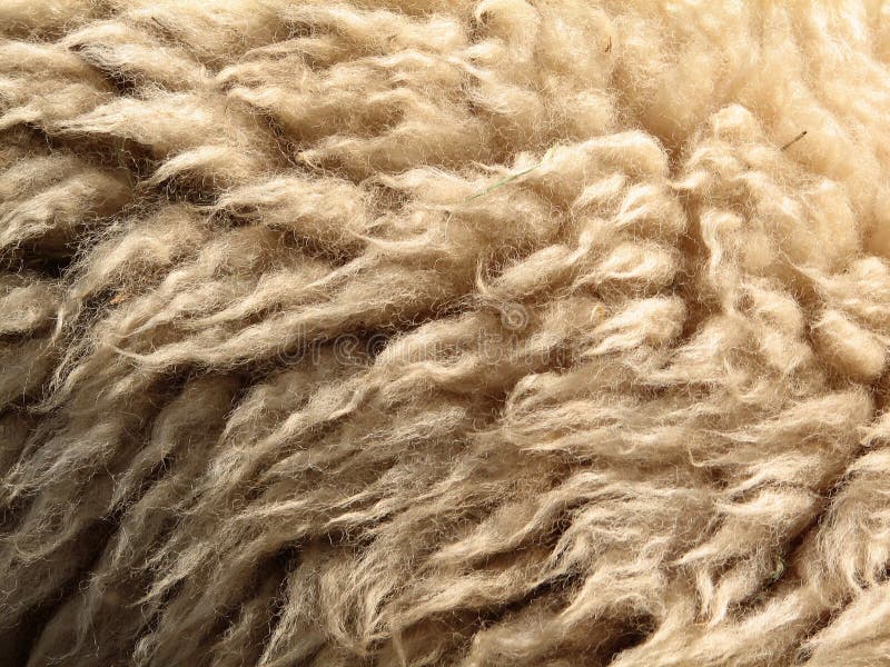 Sheep stock photo. Image of animals, wave, wool, sheep - 100458674