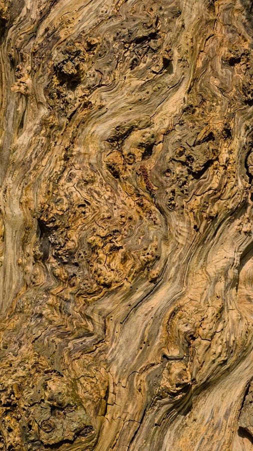 Detail of the Worn Bark of an Old Willow Tree Stock Photo - Image of ...