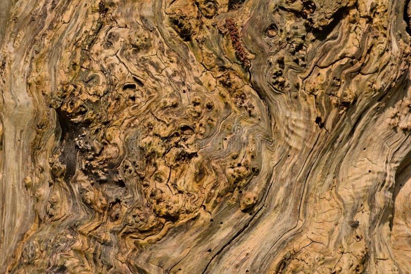 Detail of the Worn Bark of an Old Willow Tree Stock Photo - Image of ...