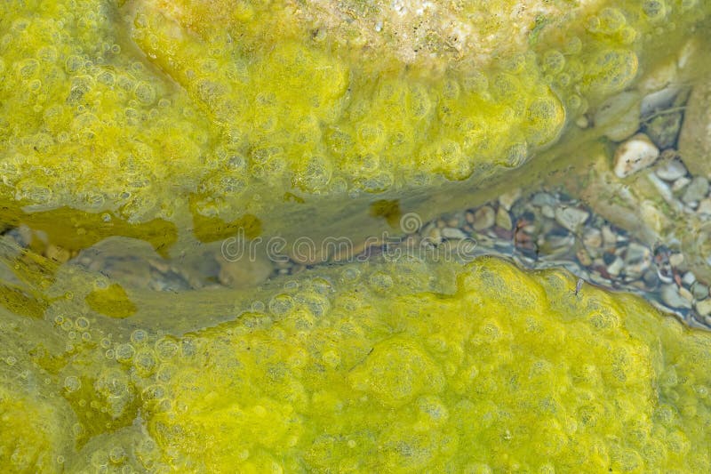 Detail of Yellow Coloured Algae in the River Stock Photo - Image of ...